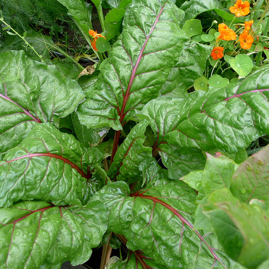 The Food Garden – How to grow vegetables and fruit and more – at home!