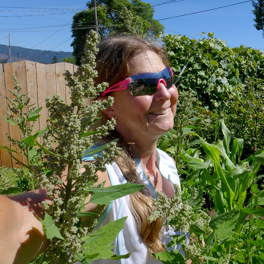Quinoa: Not only nutritious and easy to grow, but beautiful! – The Food ...