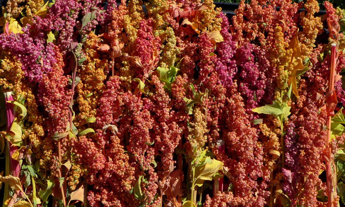 Quinoa: Not only nutritious and easy to grow, but beautiful! – The Food ...