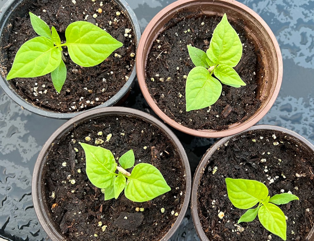 My pepper seeds aren’t sprouting! – The Food Garden